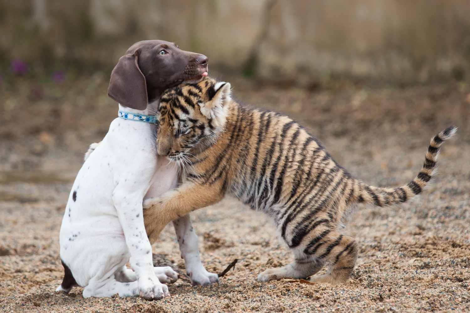 12 photos de chiens trop mignons - Elle
