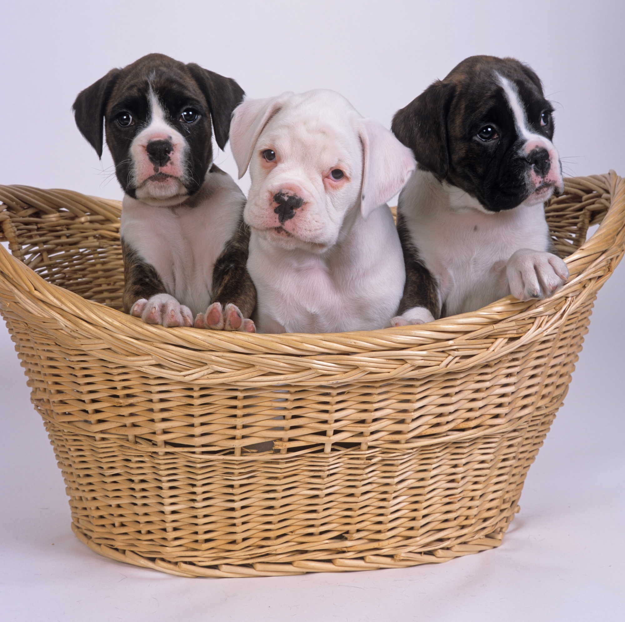 12 photos de chiens trop mignons - Elle